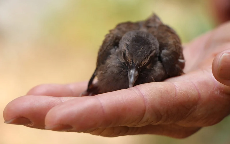 Trapped and Freezing, This Bird Was Rescued by the Perfect Guy ...
